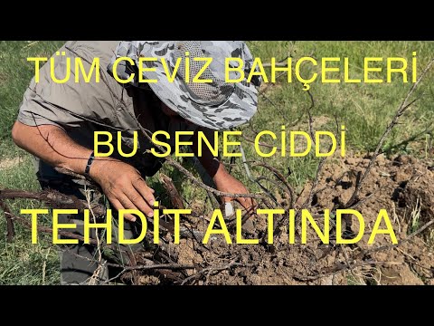 CEVİZ BAHÇELERİ TEHLİKEDE ☢️ Kök Çürüklüğü için neler yapmalıyız? Cevizadam Ahmet #ceviz #walnut 