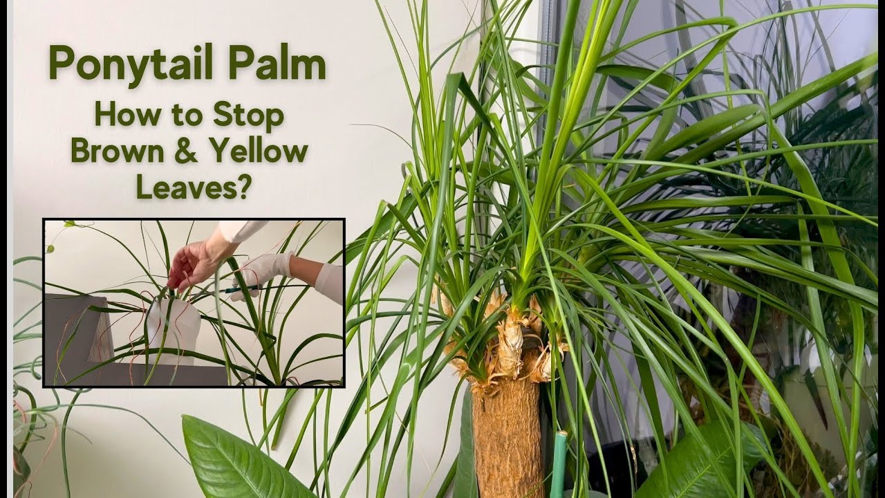 Ponytail Palm Brown Leaves: Problems and How to Fix Them (Beaucarnea ...