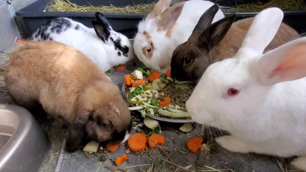 Bunnies Breakfast - YouTube