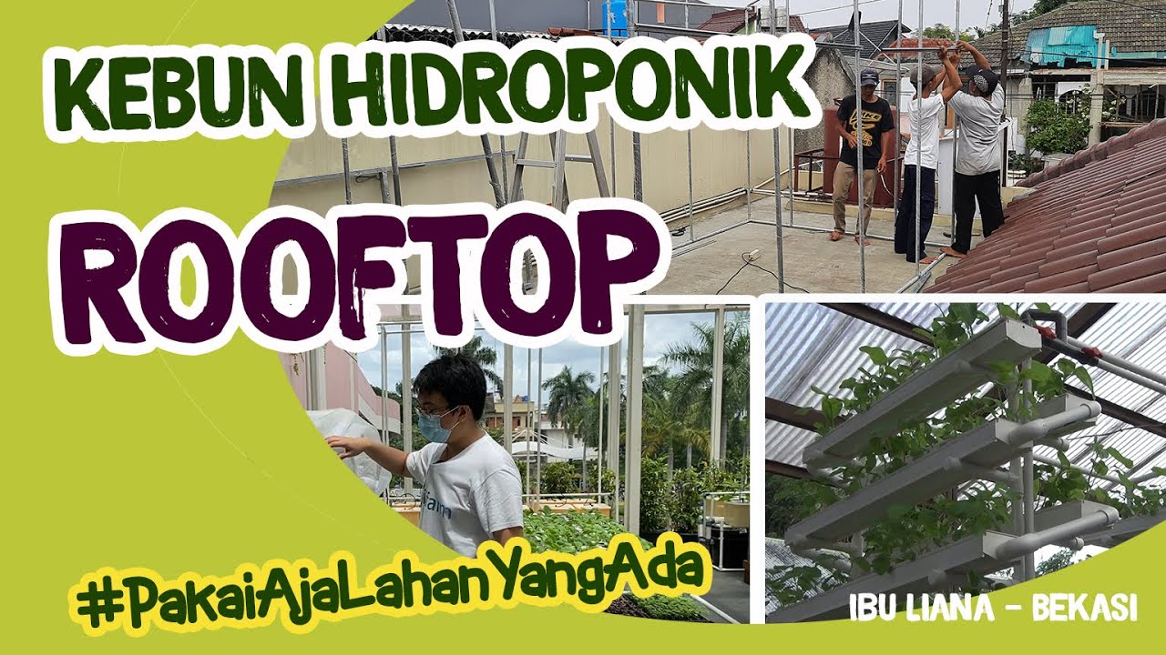 Kebun rooftop ibu Liana, Hidroponik sebagai hobi, life style & bisnis ...