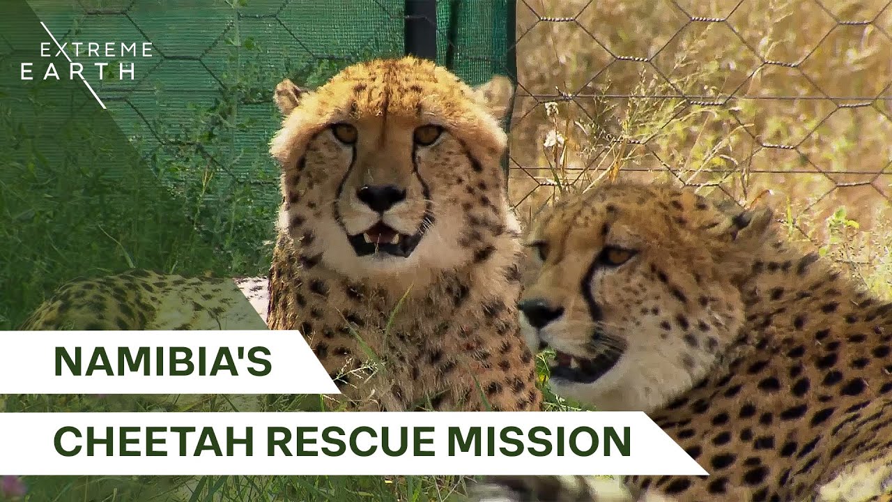The Cheetah Champions: Saving Africa's Fastest Predator (4K Documentary ...