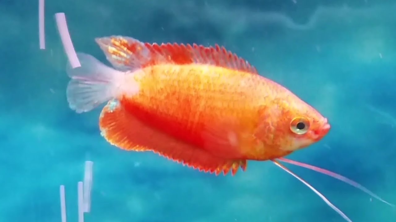 honey red flame dwarf gourami care - dwarf gourami fish in a community ...