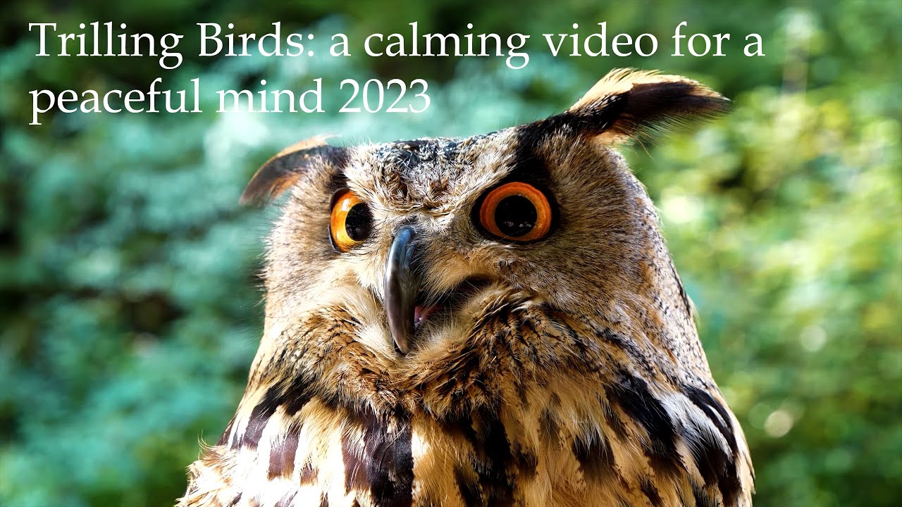Trilling Birds: a calming video for a peaceful mind 2023 - YouTube
