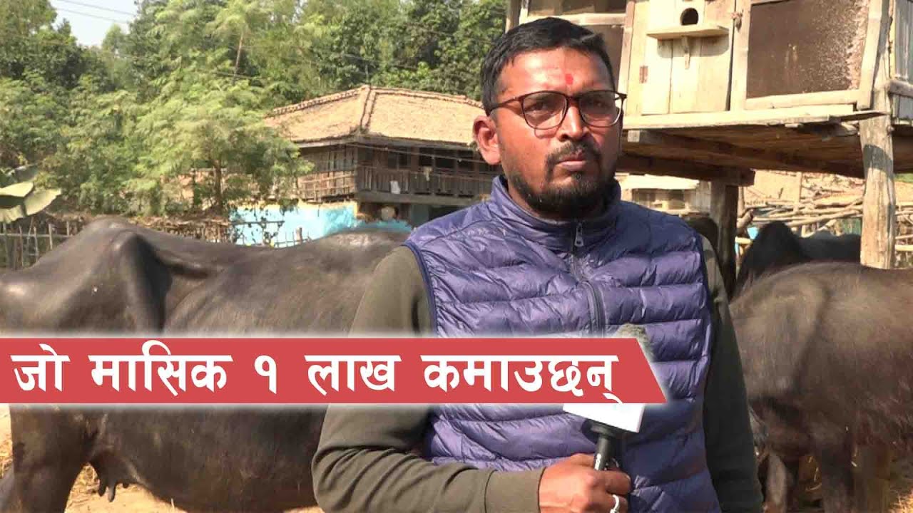 विदेशले सिकायो नेपालमा पैसा कमाउन || Bhaisi Palan in Nepal || - YouTube