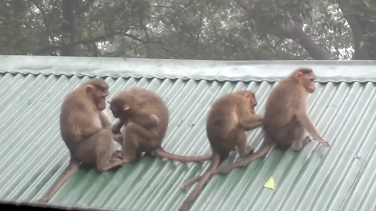 monkeys of matheran india http://www.hotelsinmatheran.net - YouTube
