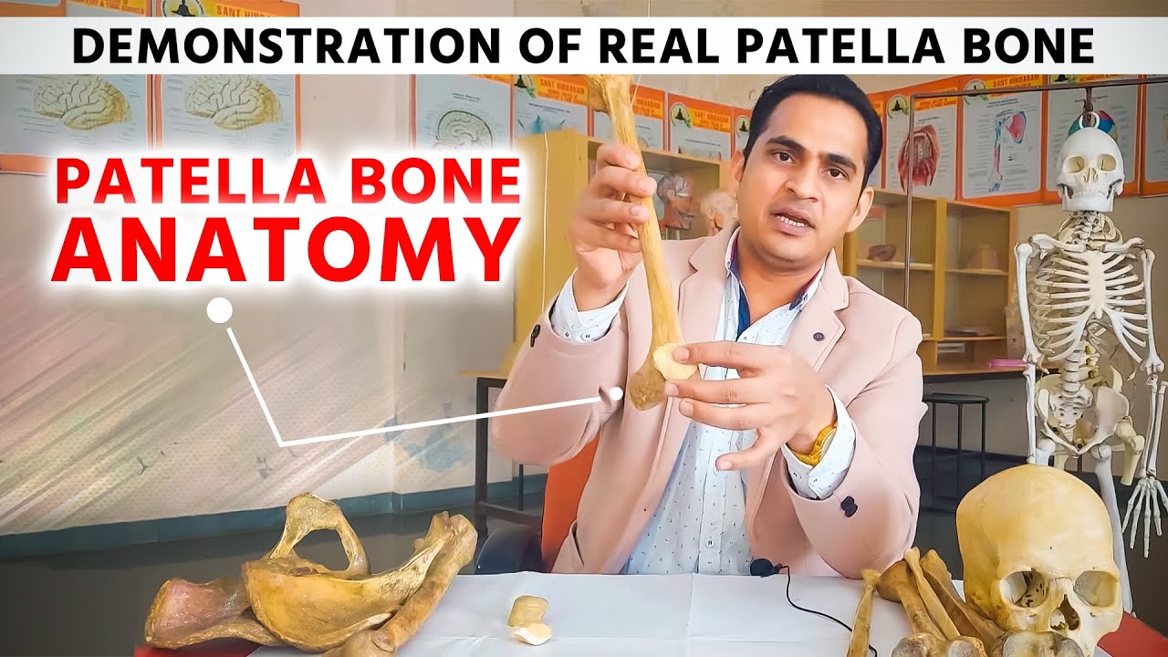 PATELLA BONE ANATOMY | FEATURES & SIDE DETERMINATION | DEMONSTRATION OF ...