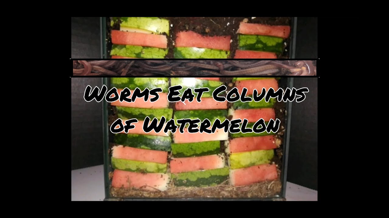 Worms Eat Their Favorite Food! Watermelon Rinds Become Castings For ...