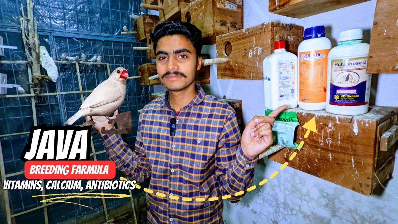 Java Sparrow breeding Farmula||java Sparrow breeding tips - YouTube