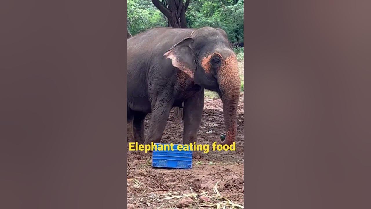Elephant eating food #vzc videos - YouTube