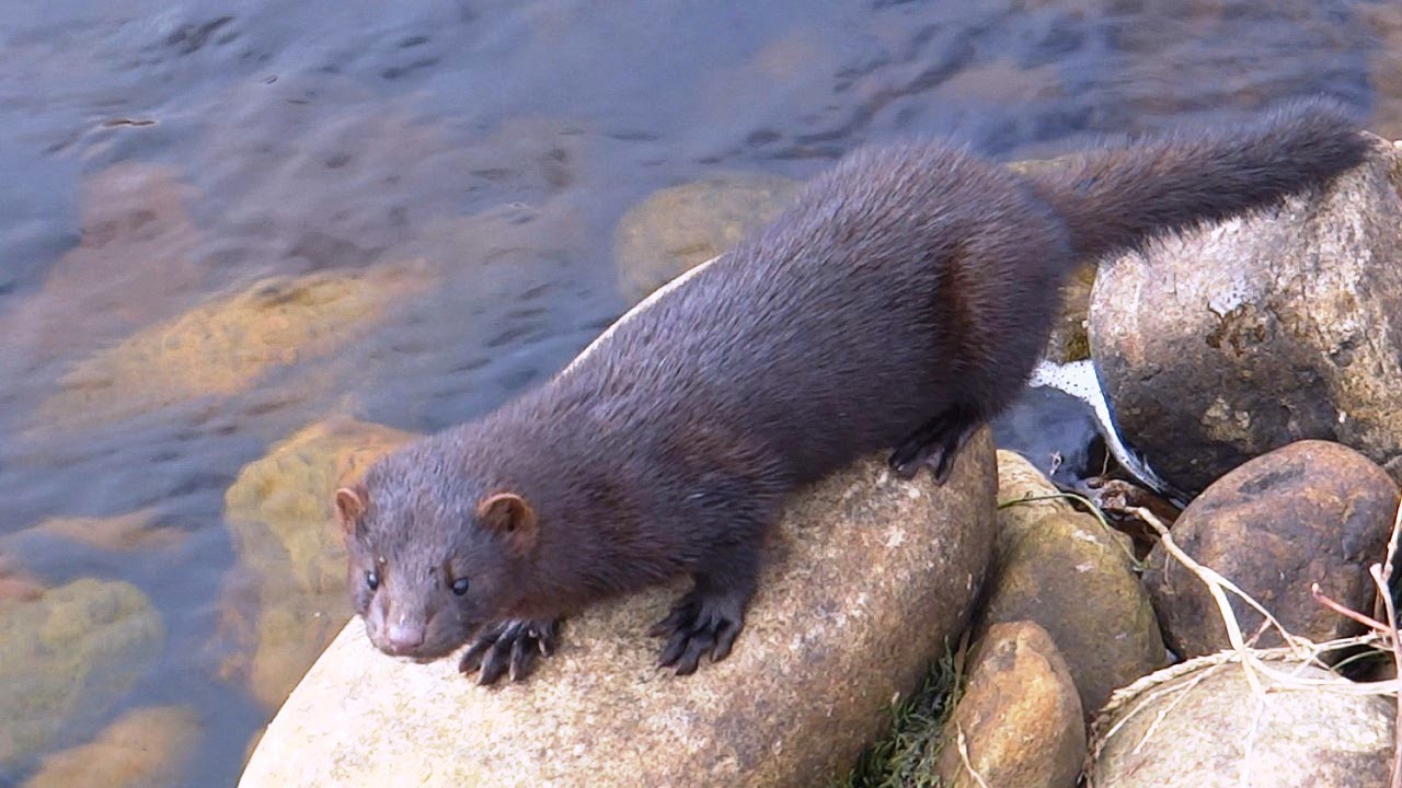 Fishing: a mink and a salmon. Рыбалка: норка и лосось. - YouTube
