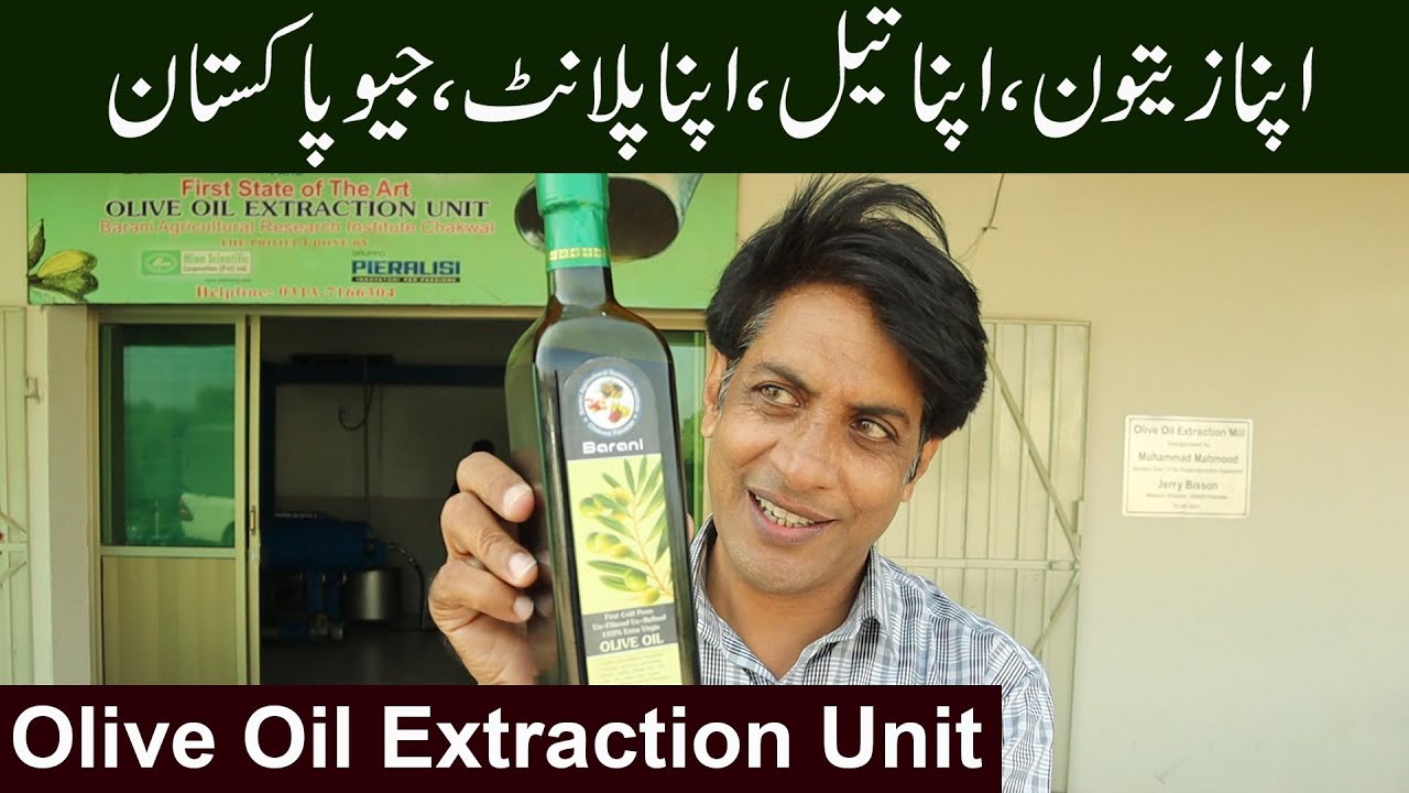 Pakistan's Incredible OLIVE OIL EXTRACTION UNIT! - YouTube