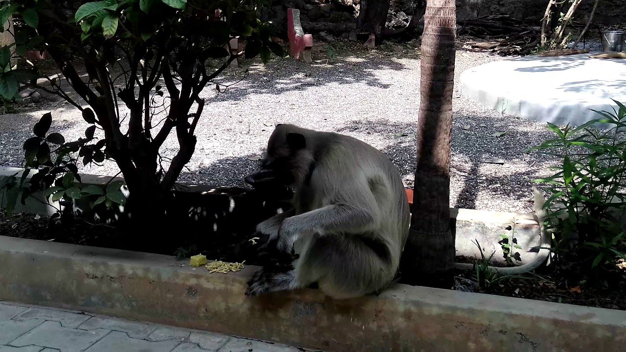 13_21_Balambha photo_VID 20171113 121512 - YouTube