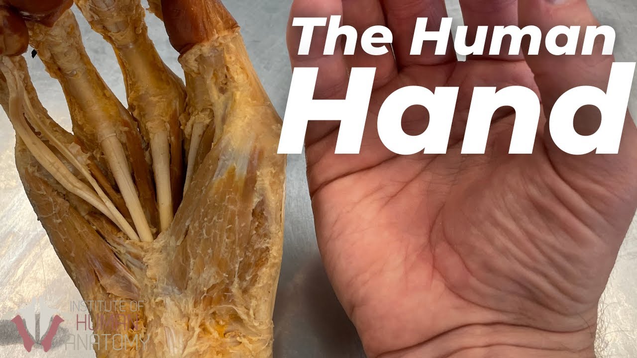 Anatomy Of The Hand Anatomy