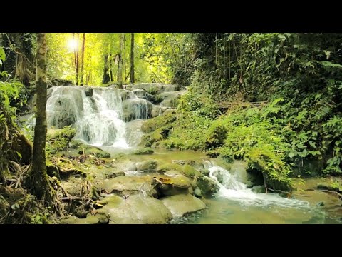 Chants d'oiseaux et ruisseau magnifique, cascade, forêt, nature relaxante, zen, paysages magnifique