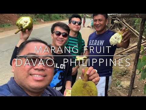 How to Eat Marang Fruit - YouTube
