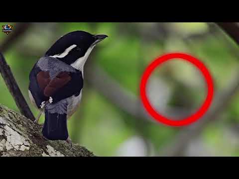 SUARA BURUNG CIU KUNYIT JANTAN GACOR INI PALING BANYAK DI CARI BUAT MASTERAN