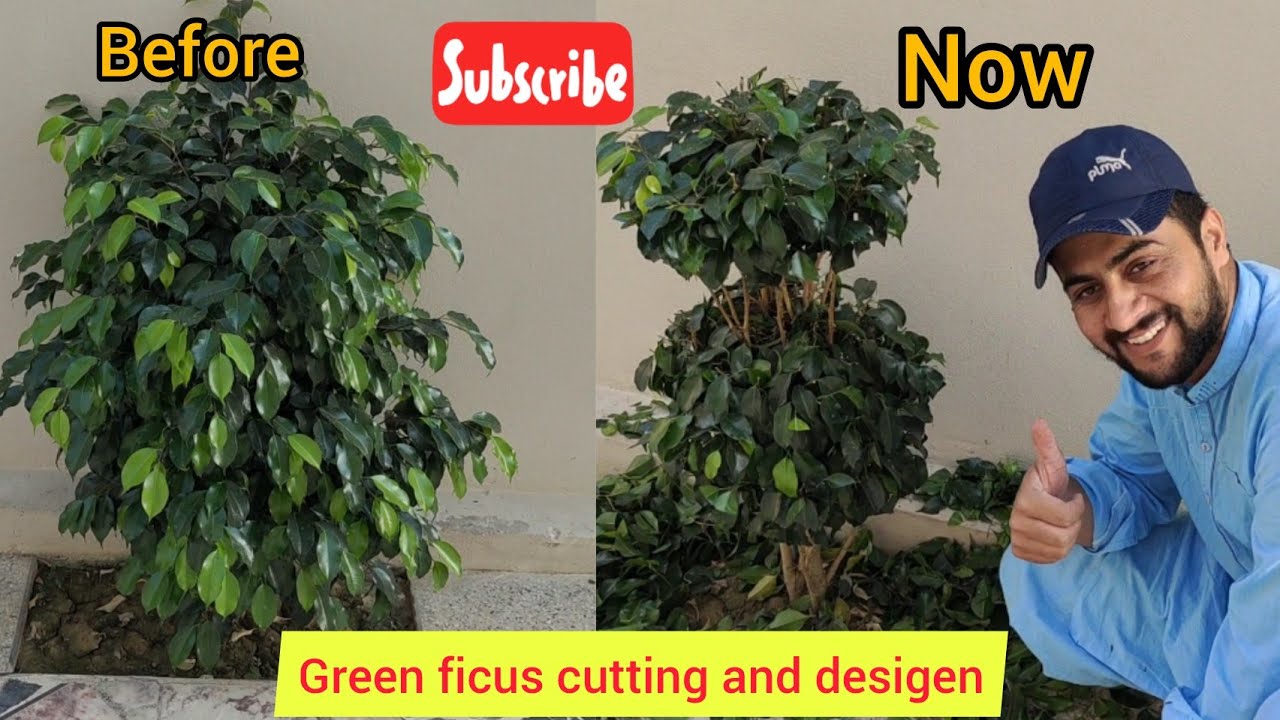Ficus plant cutting Designs and Shapes || Design your Ficus Plant in a ...