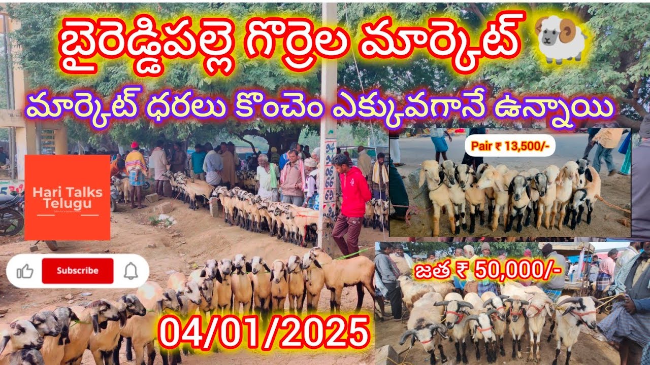 baireddipalle sheep market details 04/01/2025,Nellore Judipi🐏 ...