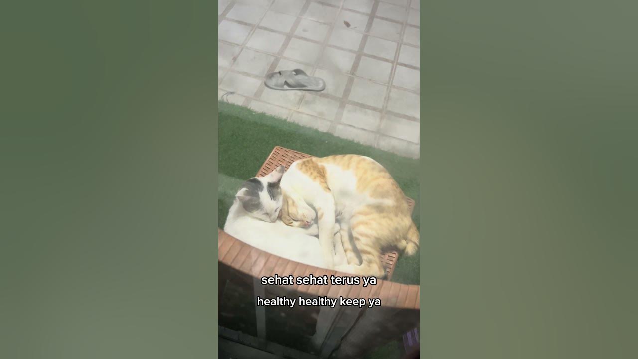 Kucing di rumah suka tidur di teras berduaan #kucing #kucinglucu #fypkucing - YouTube