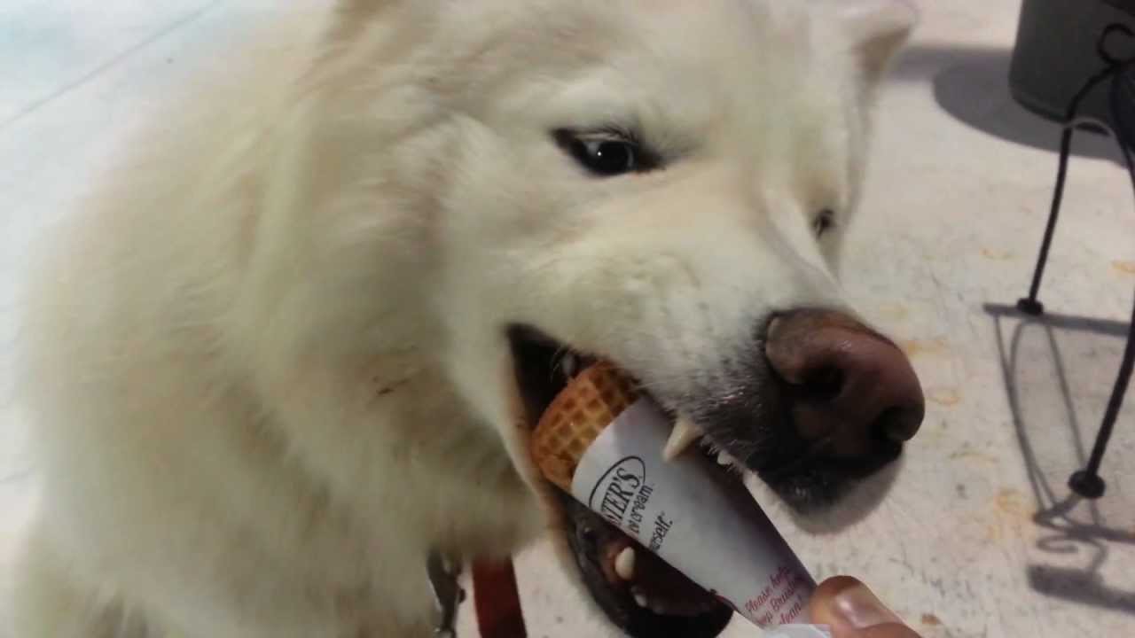 MY WHITE HUSKY SUNDAYS ICE CREAM - YouTube