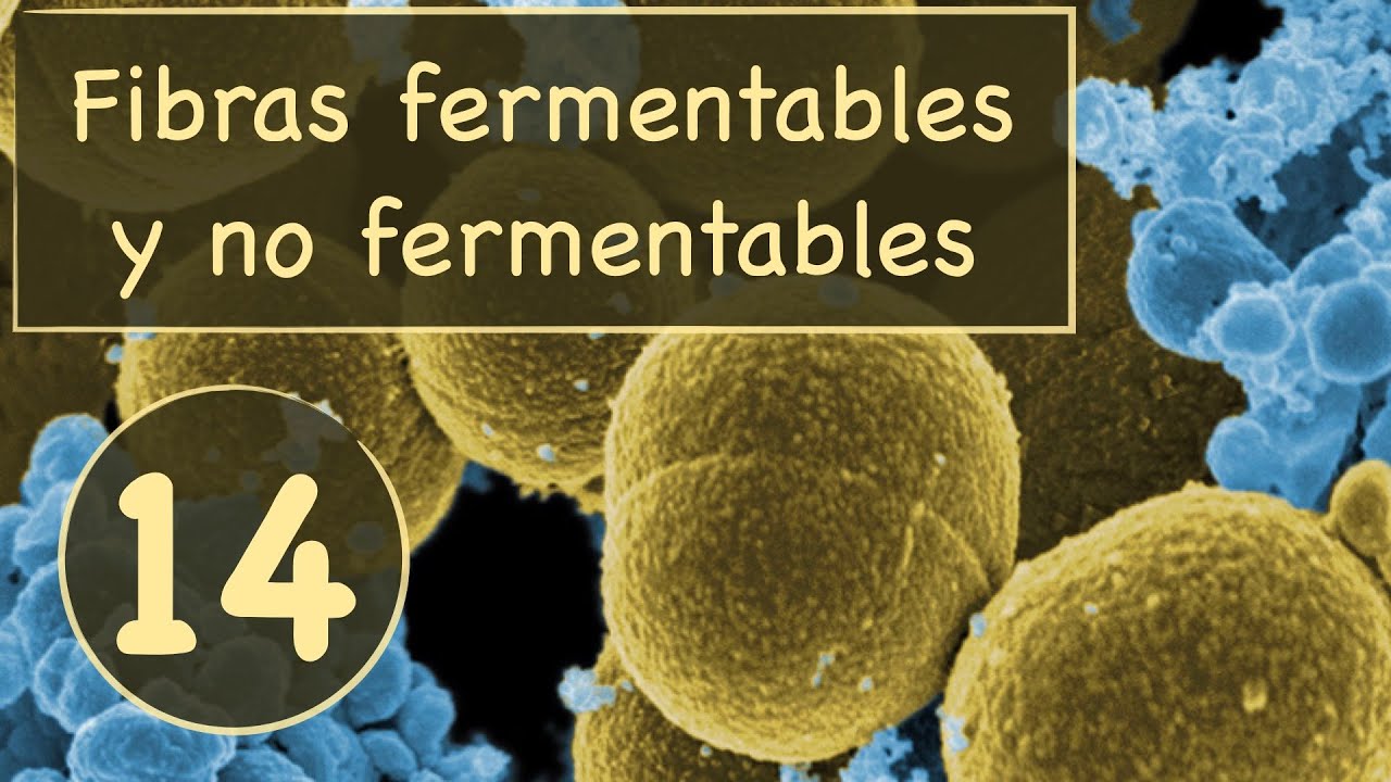 14.- FIBRAS FERMENTABLES Y NO FERMENTABLES - CURSO DEL PACIENTE ...