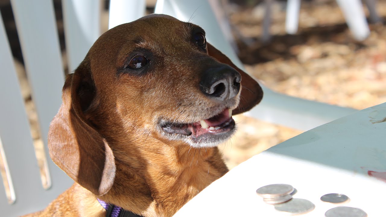 Meet Humphrey - YouTube