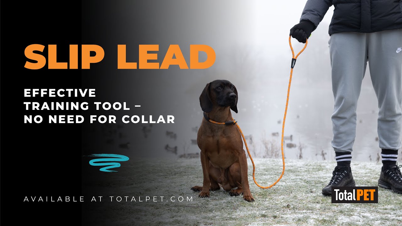 The Best Slip Lead for Your Dog - Total Pet - YouTube