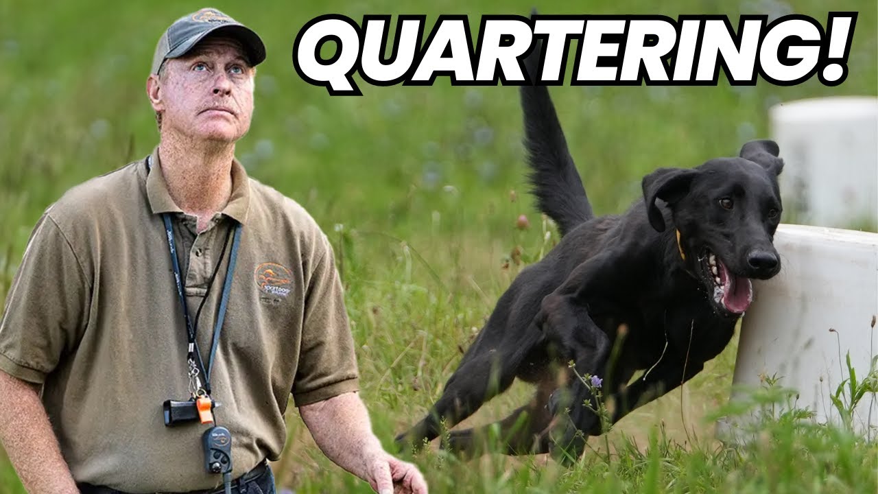 Mastering Field Agility: Unleash Your Dog's Quartering Skills! - YouTube