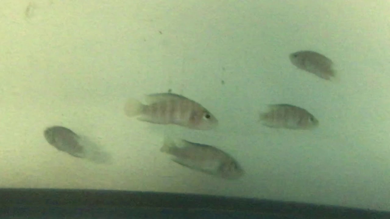 Altolamprologus compressiceps Sumbu Dwarf Wild - YouTube