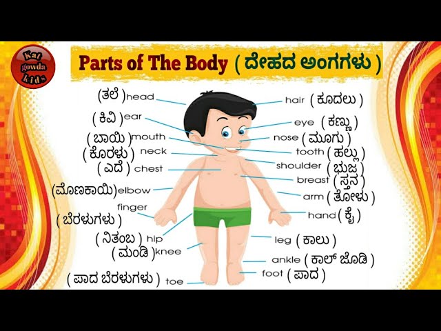 Learn Complete Parts Of Body Name In English| Human Body, 49% OFF