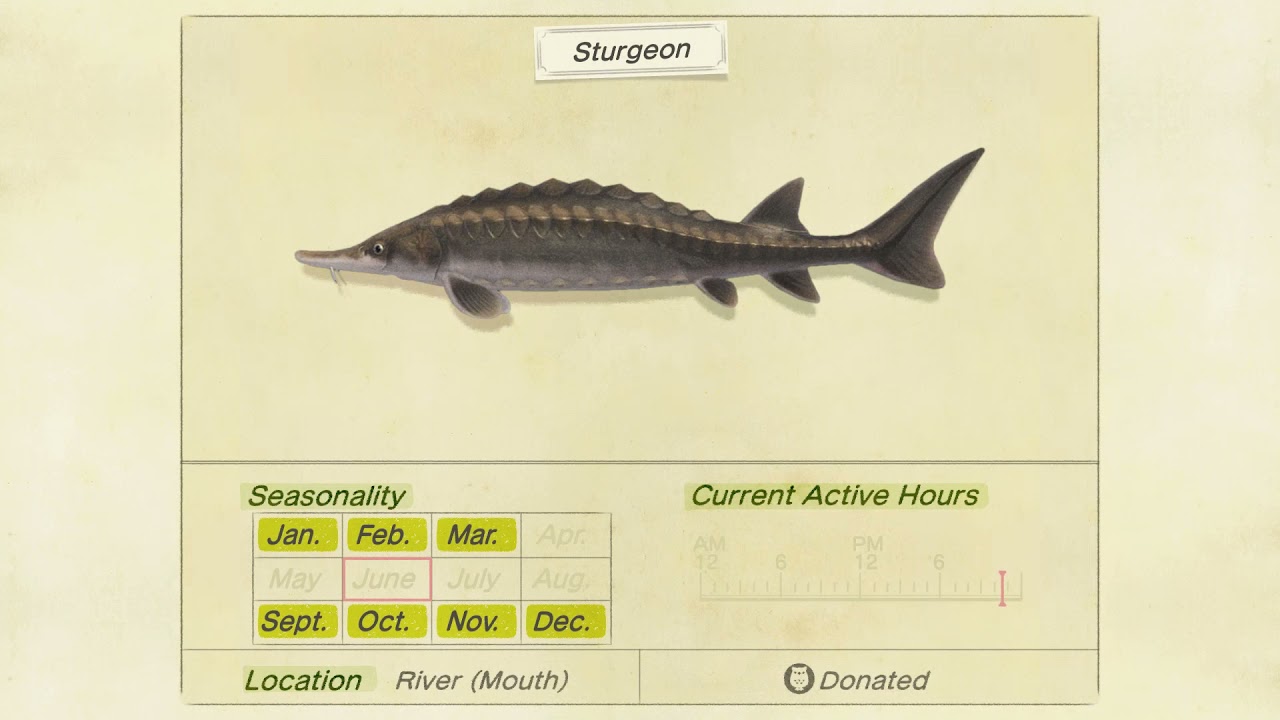 Animal Crossing New Horizons - 100% Fish Critterpedia Complete - YouTube