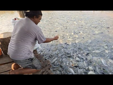 AJAIB, BAPAK INI BUDIDAYA IKAN NILA BARU 3BULAN SIZE IKAN NYA SUDAH BESAR-BESAR