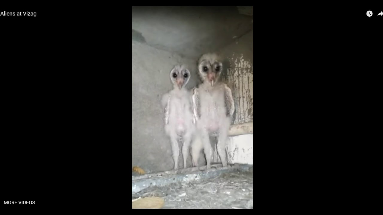Bizarre, alien appearing owl creatures filmed in India - YouTube