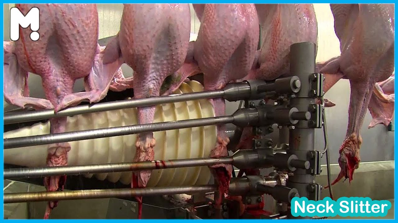 🦃 Meyn® Turkey Meat Processing in Factory - Modern Poultry Processing ...