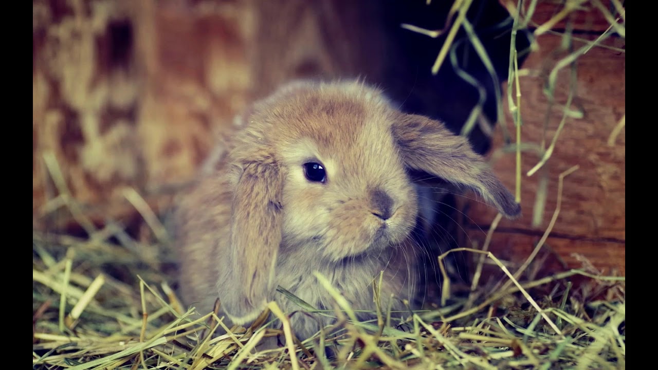 Tatlı Tavşanlar - YouTube