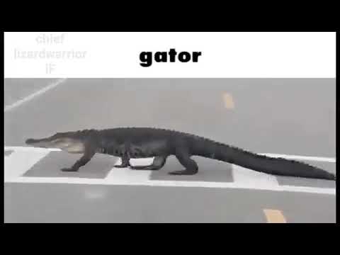 Croc vs gator meme - YouTube