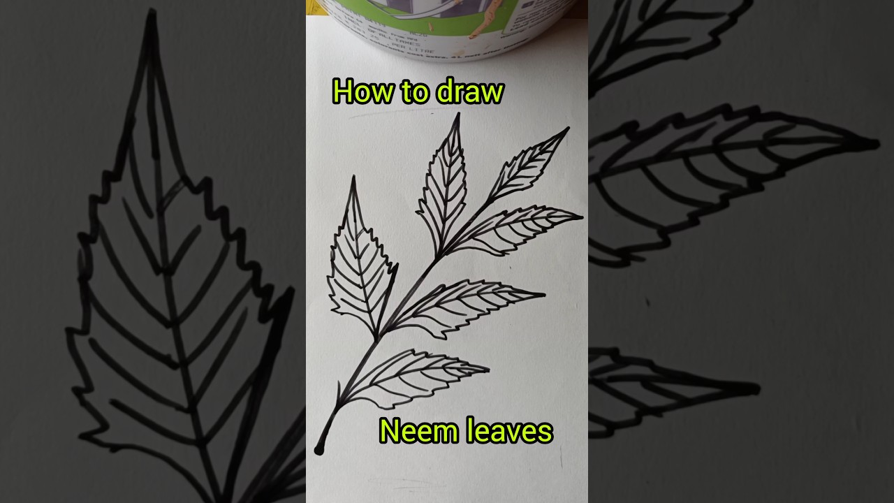 Single Neem Leaf Drawing For Kids