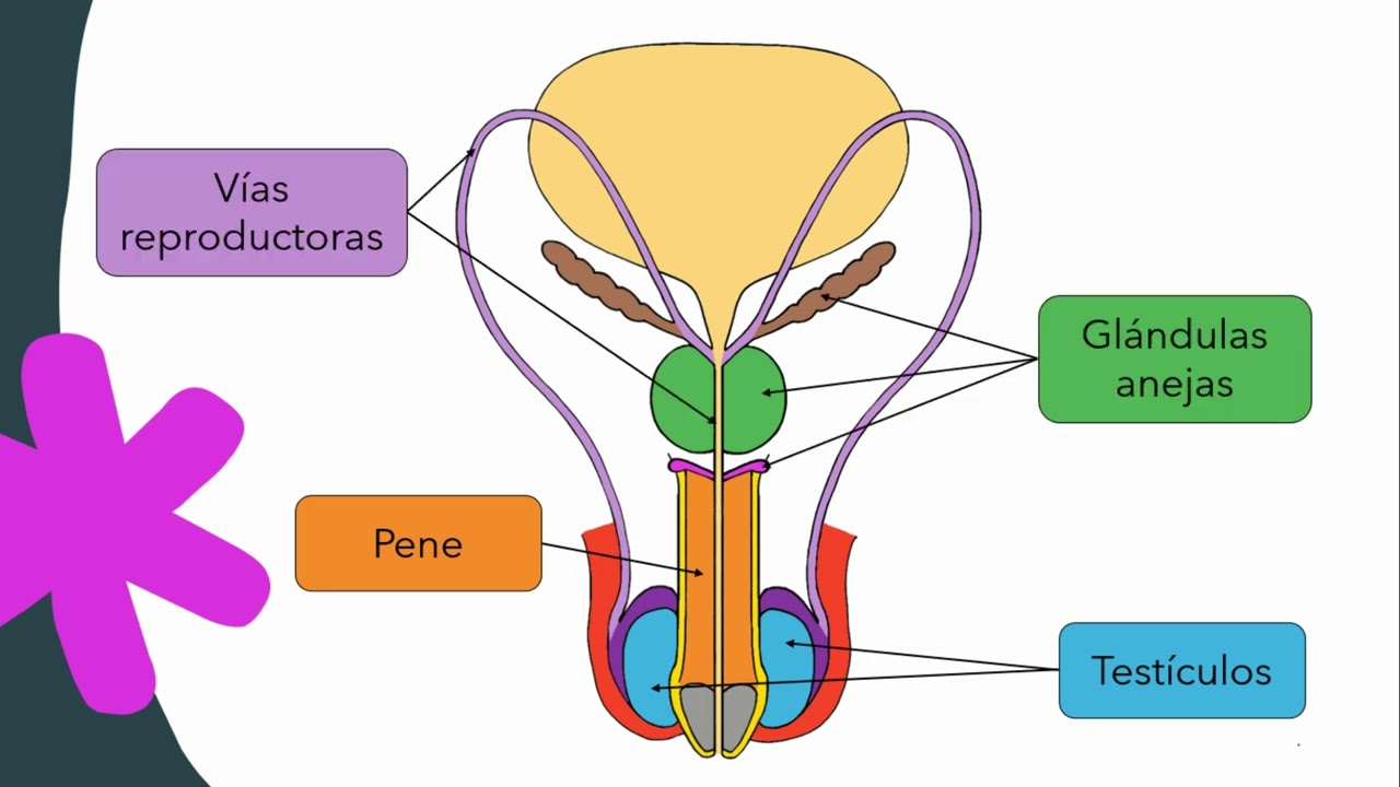 Aparato Reproductor Masculino Aparato Reproductor Sistema Reproductor