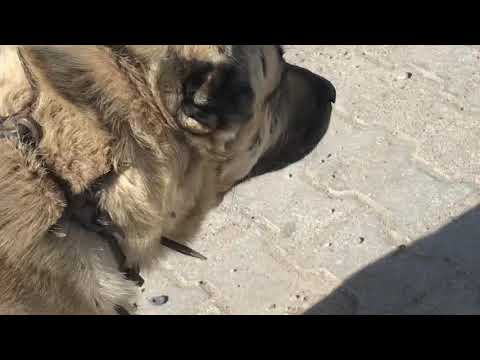 Kangal Efsane Aslan