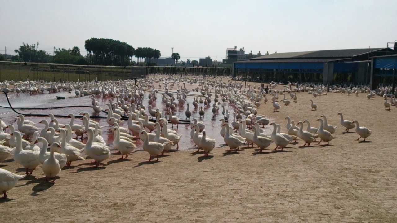 GOOSE ENJOYING THE SUN| GANSA AFTER MANGITLOG - YouTube