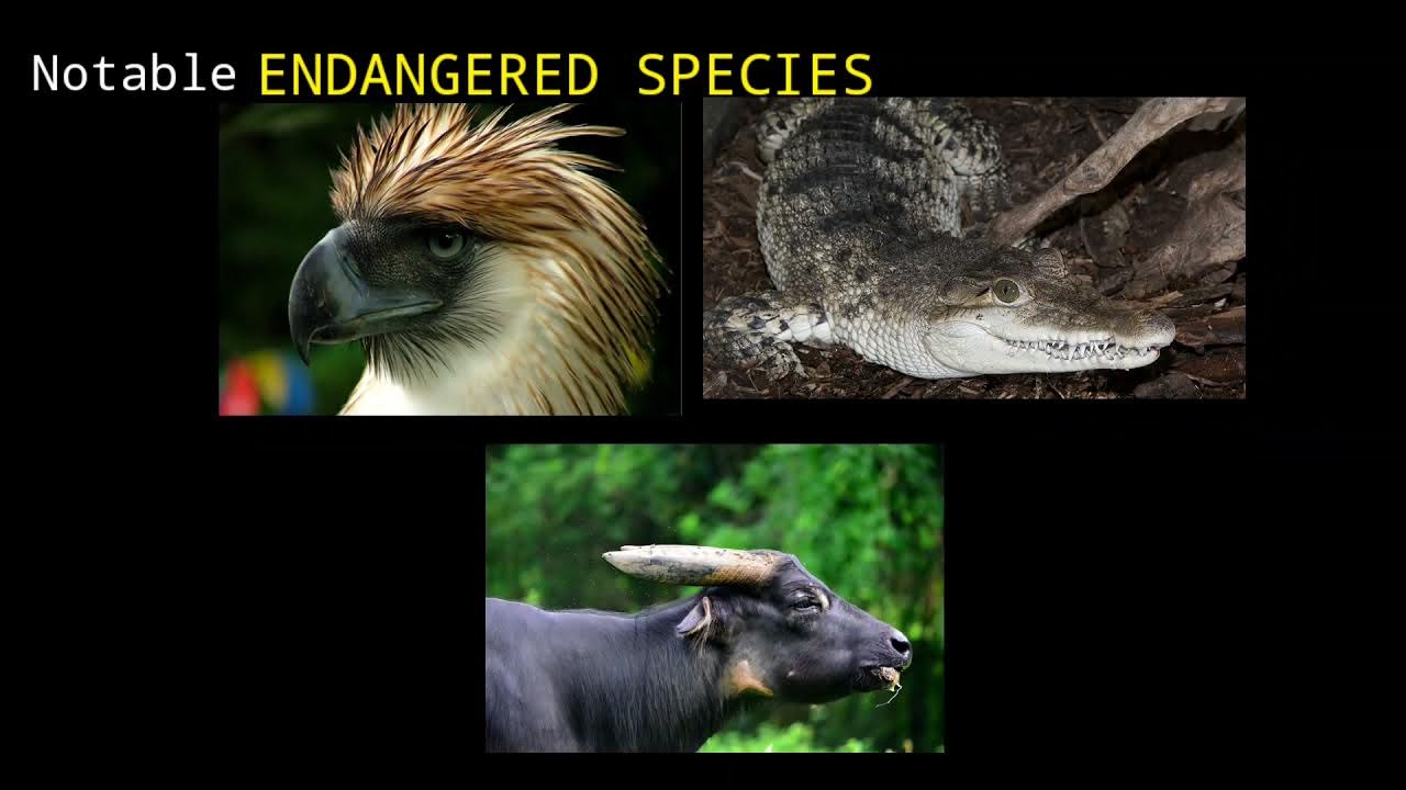 Illegal Poaching and Hunting of Endangered Species in the Philippines ...