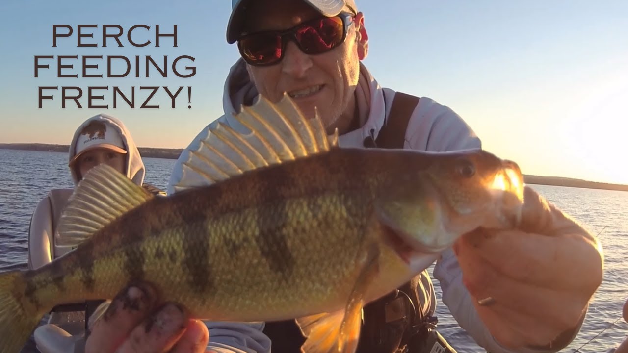 Michigan PERCH FRENZY! Steelhead and Pike! - YouTube