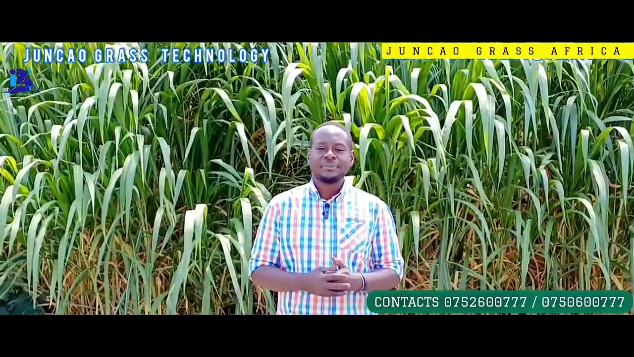 Juncao Grass Technology to Africa's Changing the World with Fodder ...