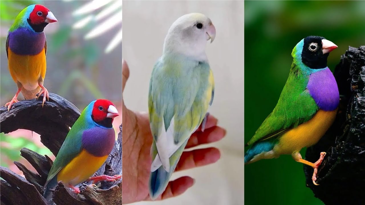 WORLD MOST BEAUTIFUL BIRD BREED । SMALL BIRD BREED। LAVI PETZ ...