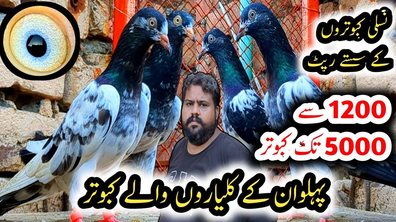 1200 Sy 5000 Ka Kabootar // Feroz Puri Kabootar 💯 // Teddy Kabootar ...