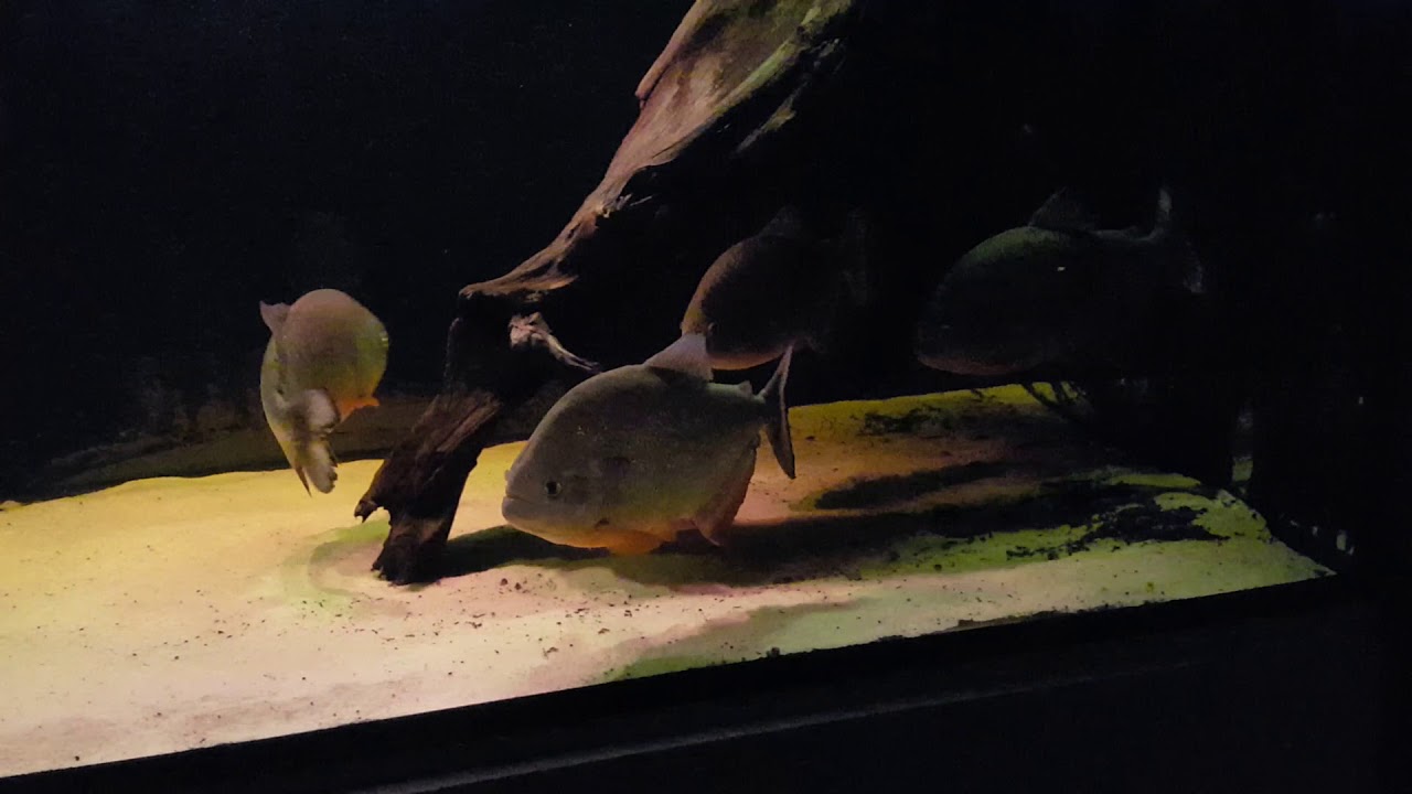 Pygocentrus cariba,piraya - YouTube