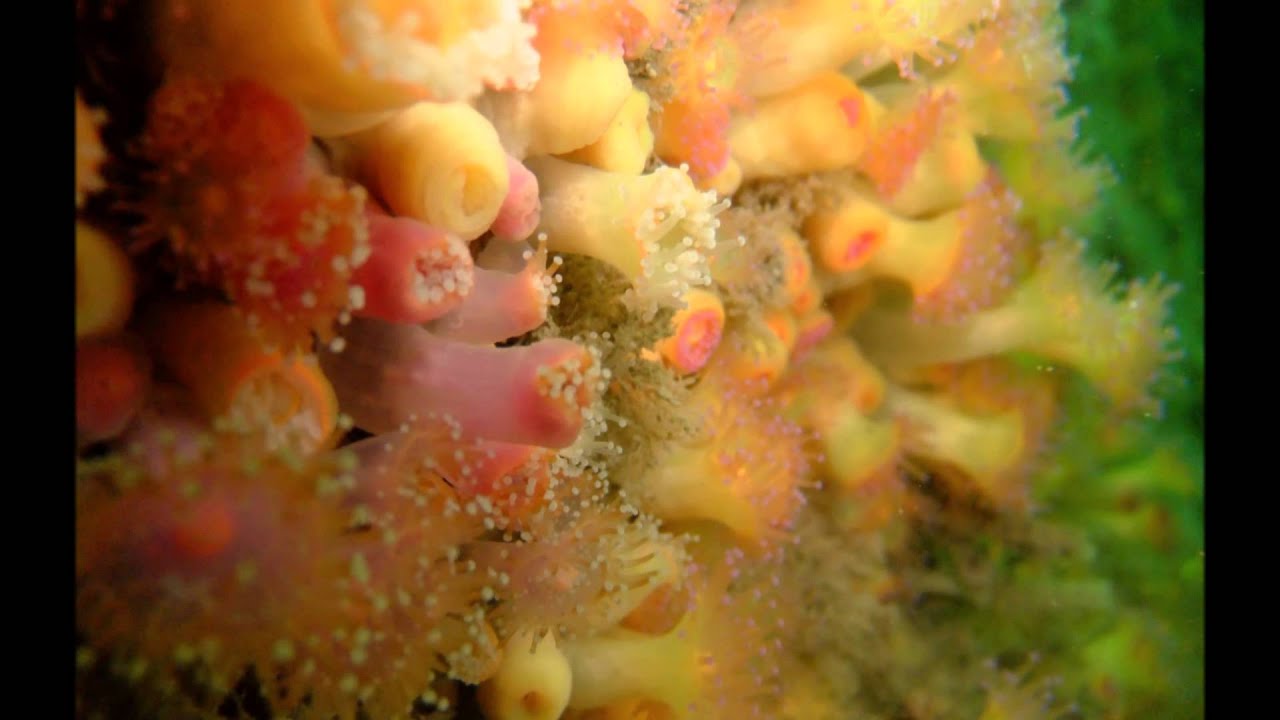 Halfway rocks, the Manacles 29 08 15 - YouTube