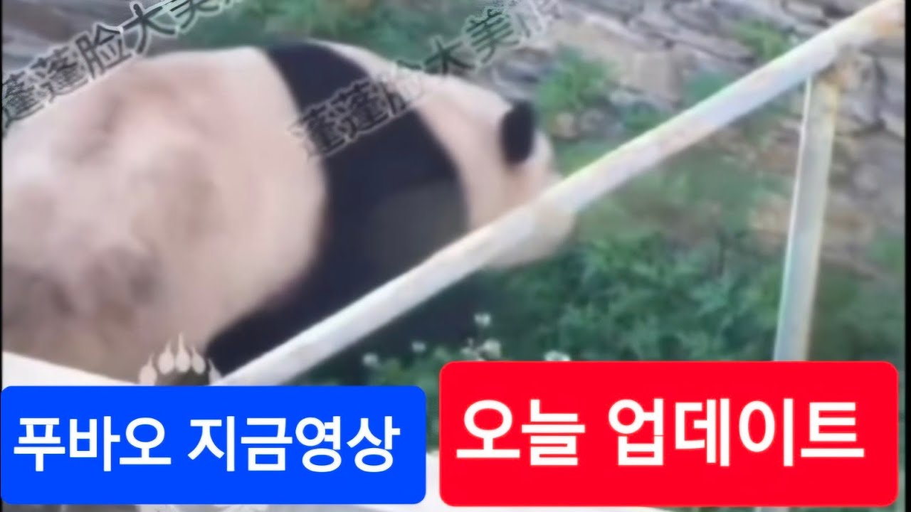 오늘 업데이트 푸바오 지금영상 확인 하세요 Youtube