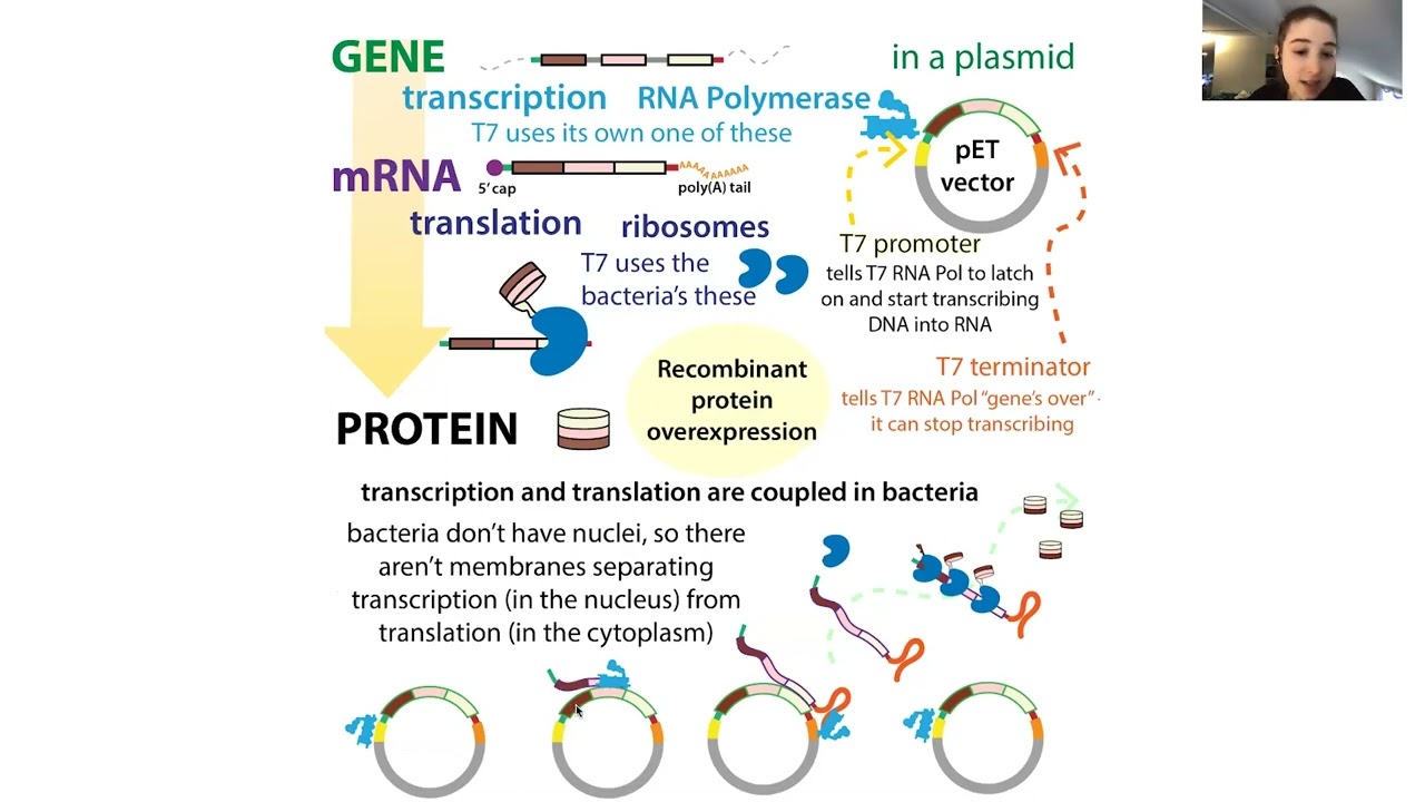Cell-free protein expression & the biochemistry of the PURE expression ...
