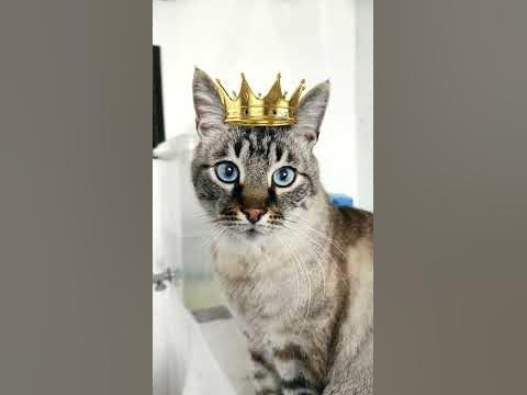 кот в короне - YouTube